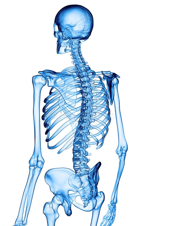 The skeletal back stock illustration. Illustration of bones - 58776120