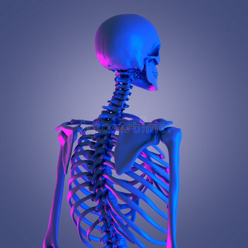The skeletal back stock illustration. Illustration of abstract - 144300569