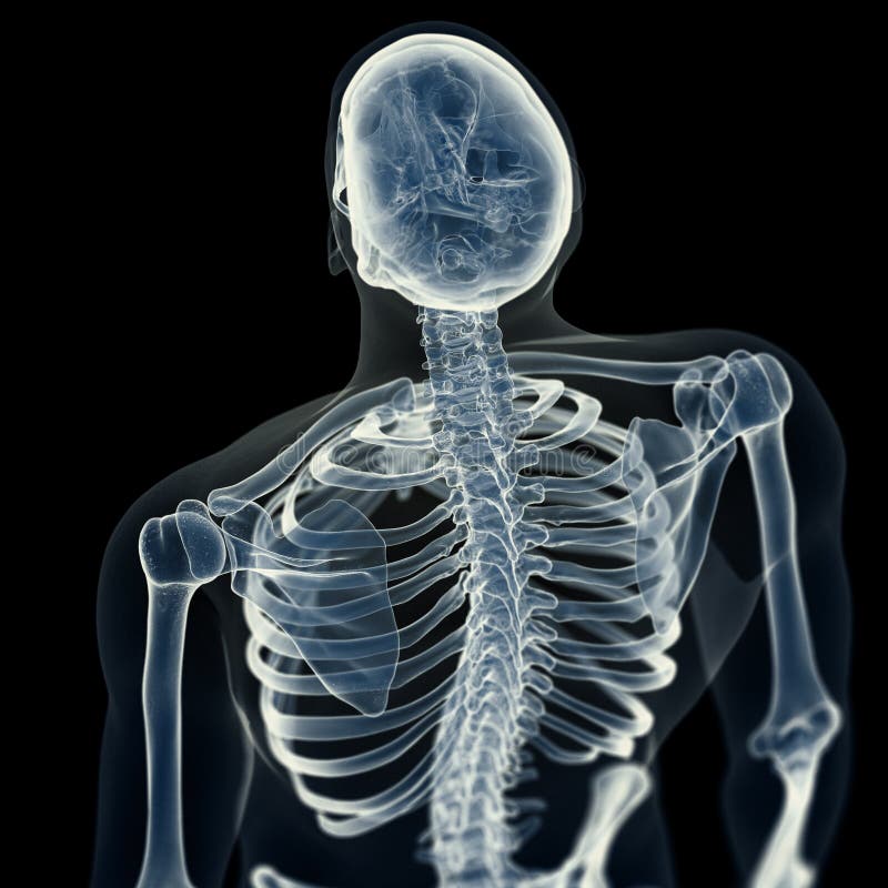 The skeletal back stock illustration. Illustration of skeleton - 127837988