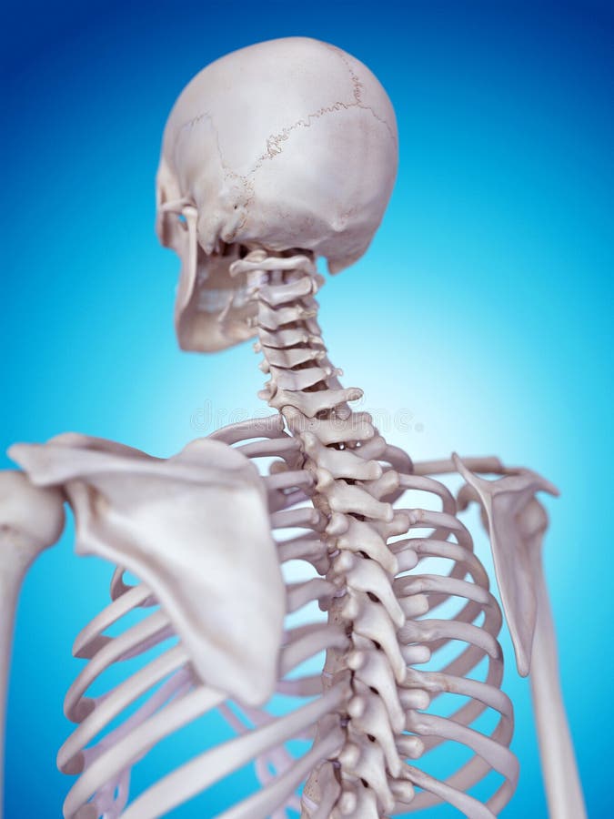 The skeletal back stock illustration. Illustration of back - 57248697