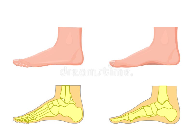 Skeletal and External View of an Ankle Stock Vector - Illustration of ...