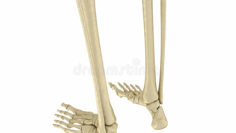 Skeletal Foot Anatomy. Human Skeleton Stock Video - Video of scan, ache ...