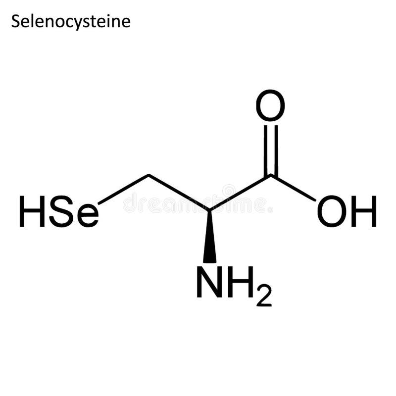 Skeletal Formula of Selenocysteine Stock Illustration - Illustration of ...