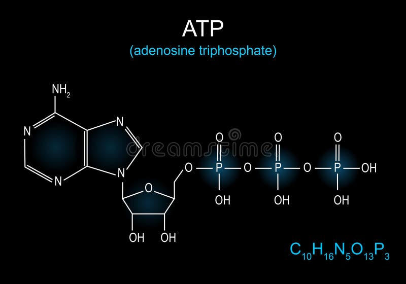 Structure of Skeletal Muscle Stock Vector - Illustration of filaments ...
