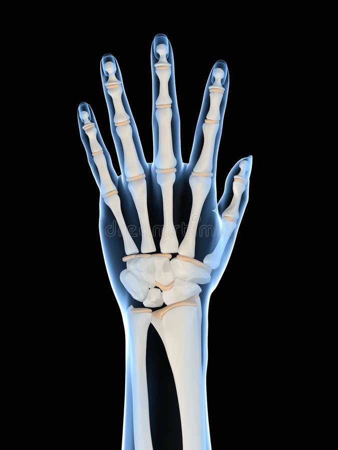 Skeletal hand stock illustration. Illustration of bones - 2463396