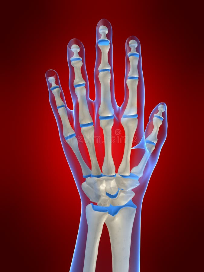 Skeletal hand stock illustration. Illustration of medical - 2463396