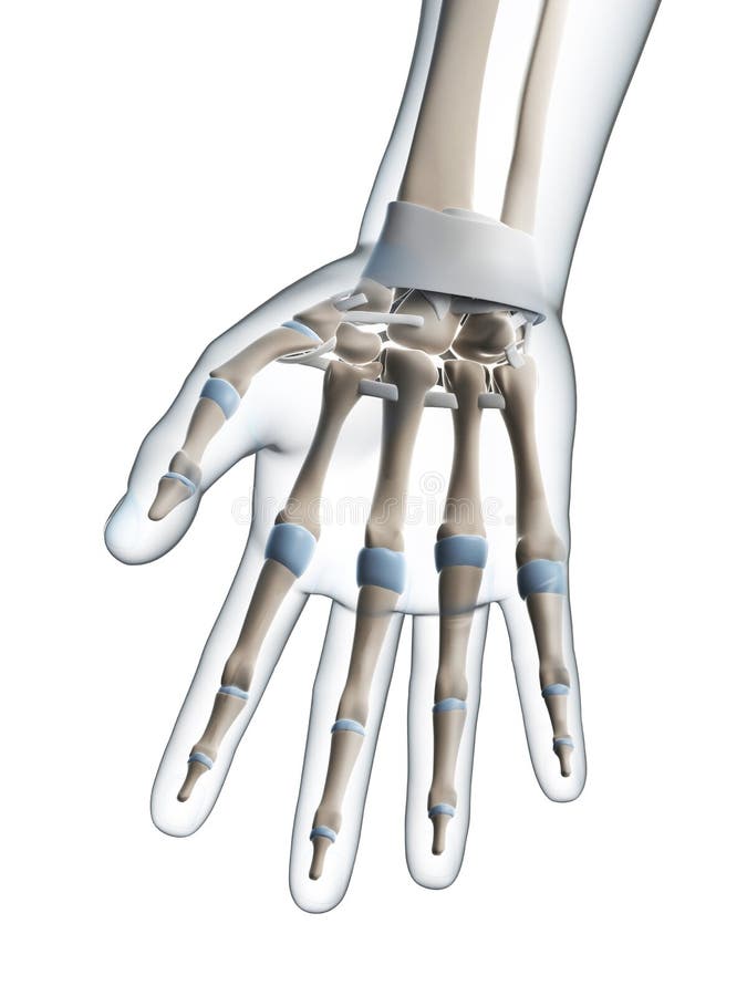 Skeletal hand stock illustration. Illustration of biology - 28990135