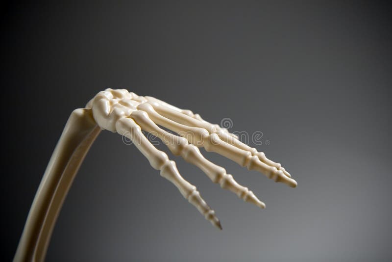 Skeletal hand stock image. Image of anatomical, dead, orthopedic - 3844289