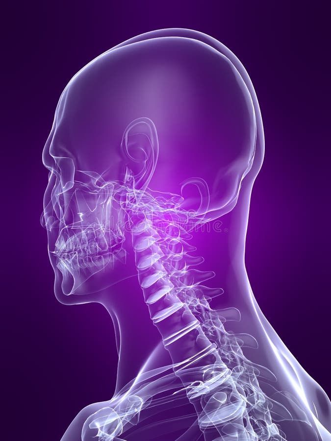 Skeletal head stock illustration. Illustration of ilium - 6787458