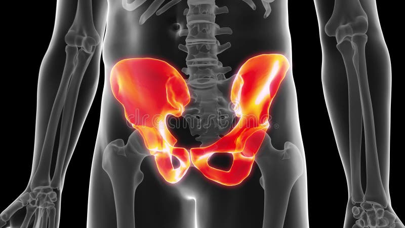 The skeletal hip stock footage. Video of skeleton, rheumatism - 68309320