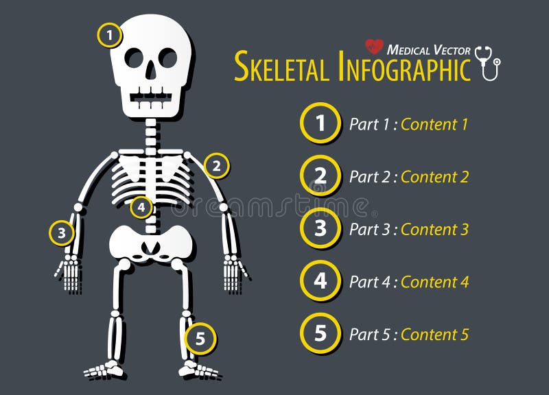 Skeletal Infographic . Flat Design Stock Vector - Illustration of ...