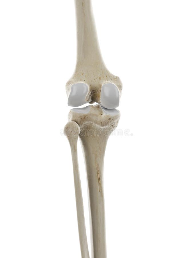 Skeletal knee stock illustration. Illustration of medical - 5563992