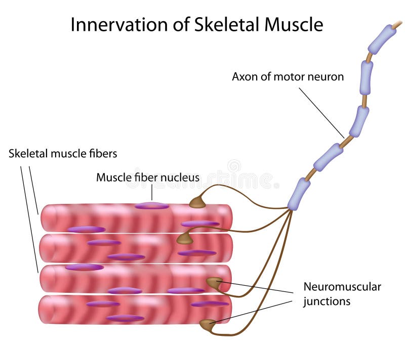 Structure of Skeletal Muscle Stock Vector - Illustration of diagram ...