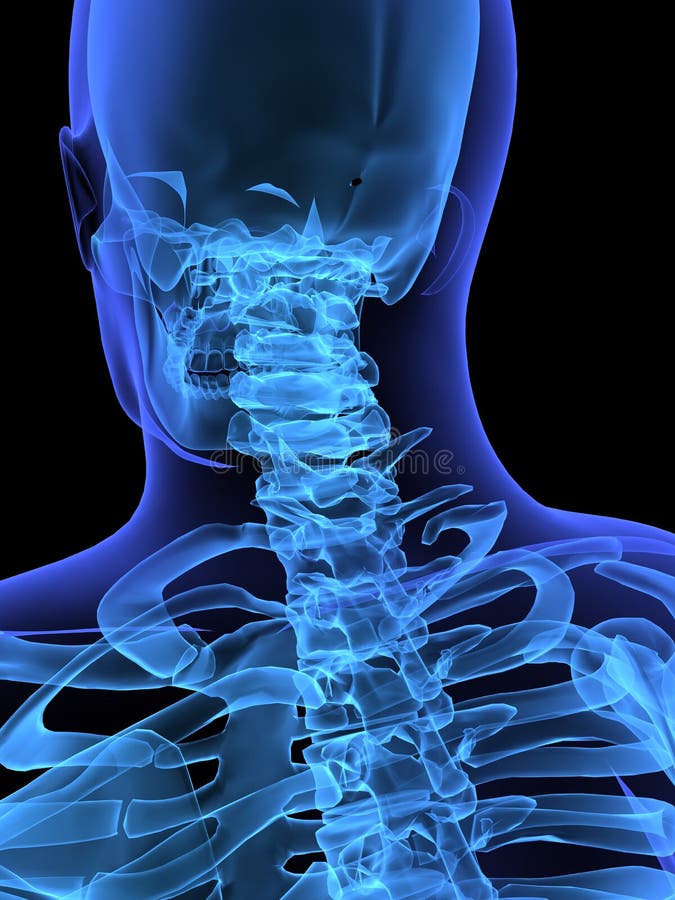 Skeletal nack stock illustration. Illustration of bones - 1854403