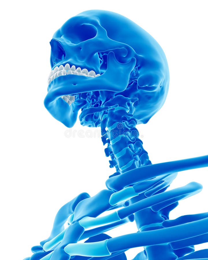 The skeletal neck stock illustration. Illustration of human - 58775498