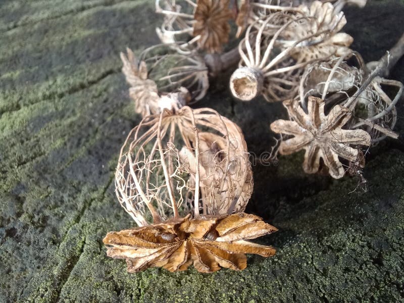 Skeletal poppy seed pods editorial photography. Image of nature - 342801137