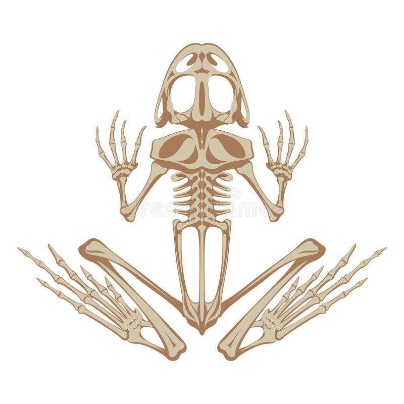 Skeletal System of Animals. Frog Bone Structure Isolated on a White ...
