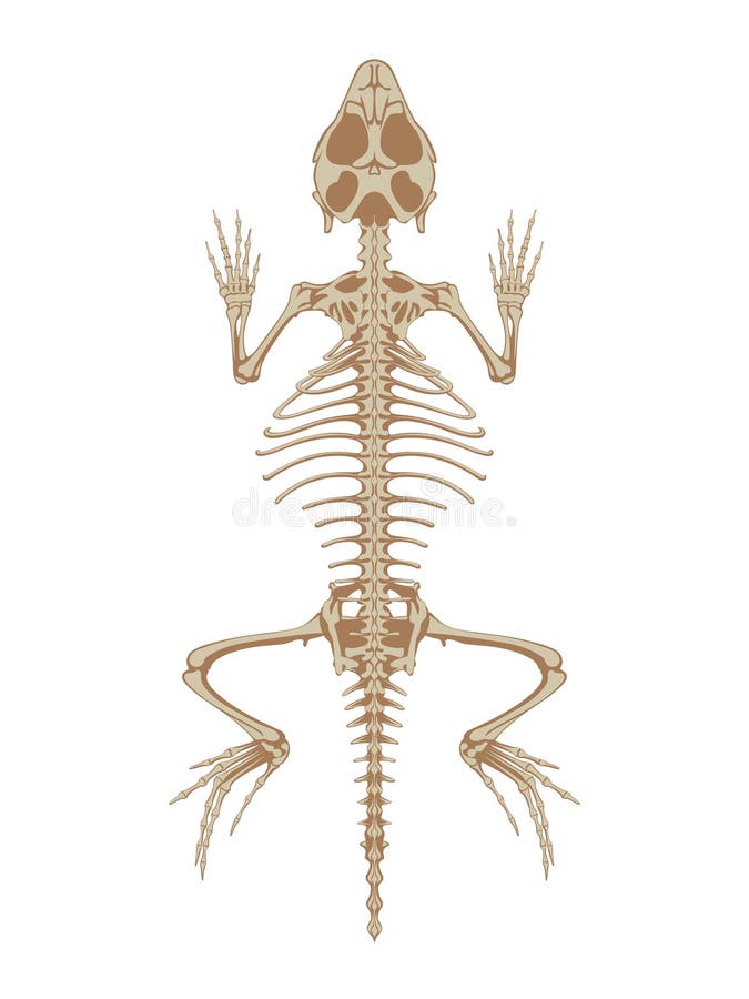 Skeletal System of Animals. Lizard Bone Structure Isolated on a White ...