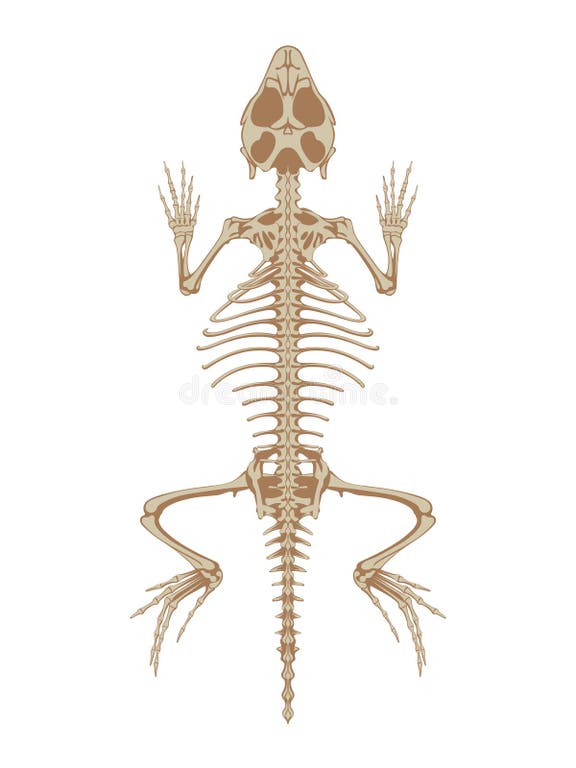 Skeletal System of Animals. Lizard Bone Structure Isolated on a White ...