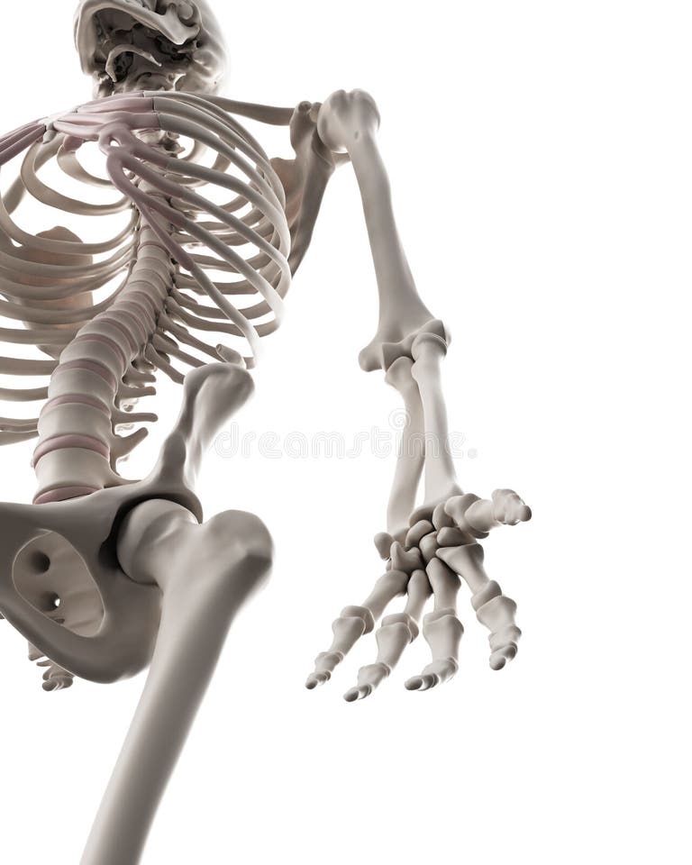 Skeletal Arm Stock Illustrations – 3,626 Skeletal Arm Stock ...