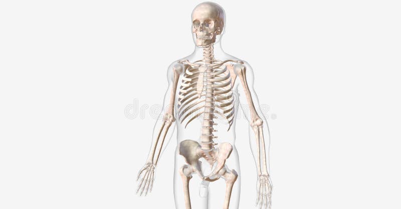 The Skeletal System Contains the Bones that Give Structure To Th Stock ...