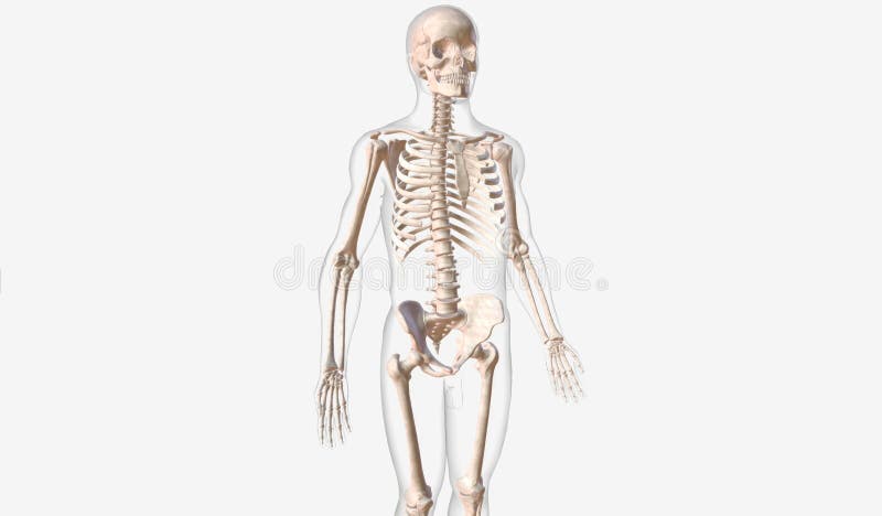 The Skeletal System is the Framework of the Body Stock Illustration ...