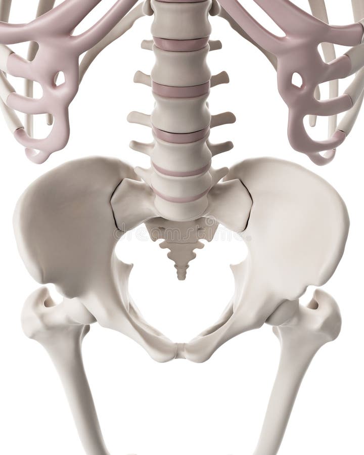 The Skeletal System - the Hip and Lower Spine Stock Illustration ...
