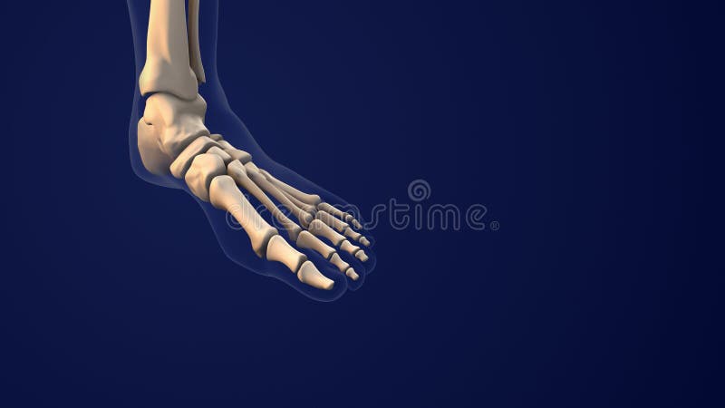 Skeletal System of the Human Foot Stock Illustration - Illustration of ...