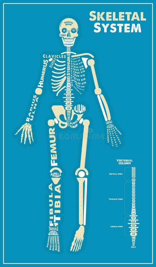 Skeletal System Poster. Didactic Board of Anatomy of Human Bony System ...