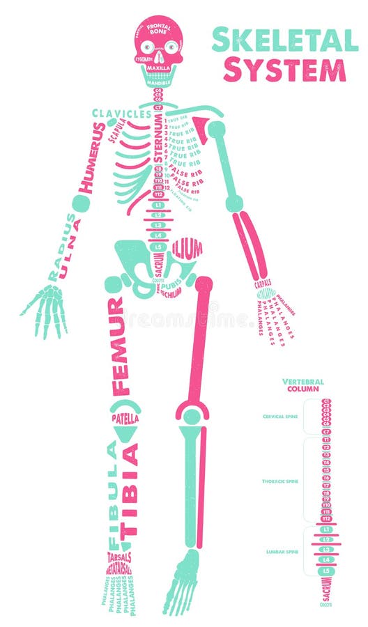 Skeletal System Poster. Didactic Board of Anatomy of Human Bony System ...
