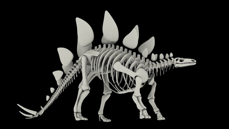Skeletal System of Stegosaurus, Side View Stock Illustration ...