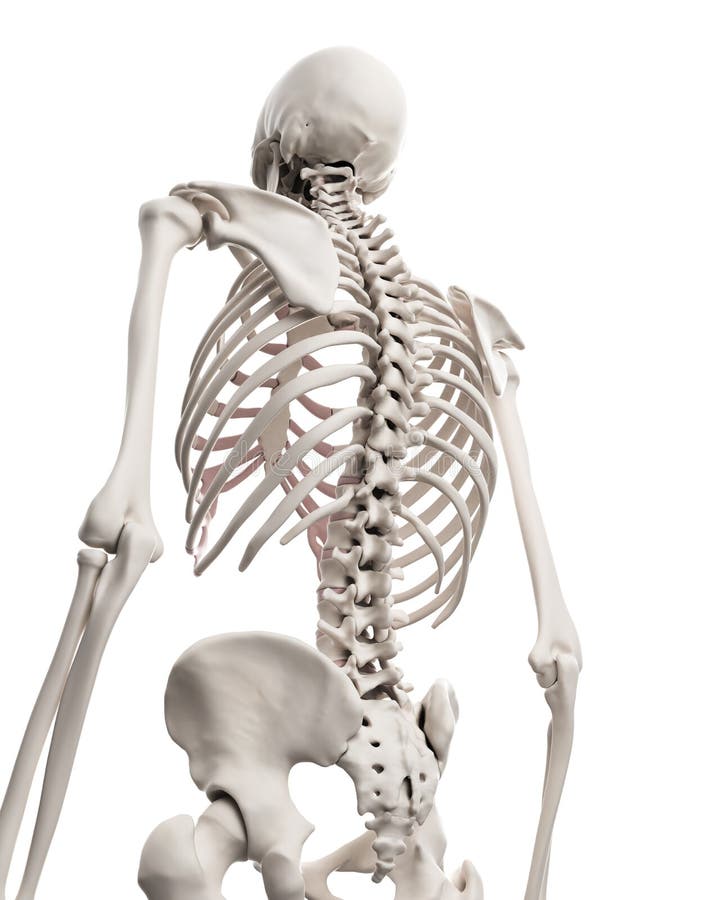 The Skeletal System - the Thorax Stock Illustration - Illustration of ...