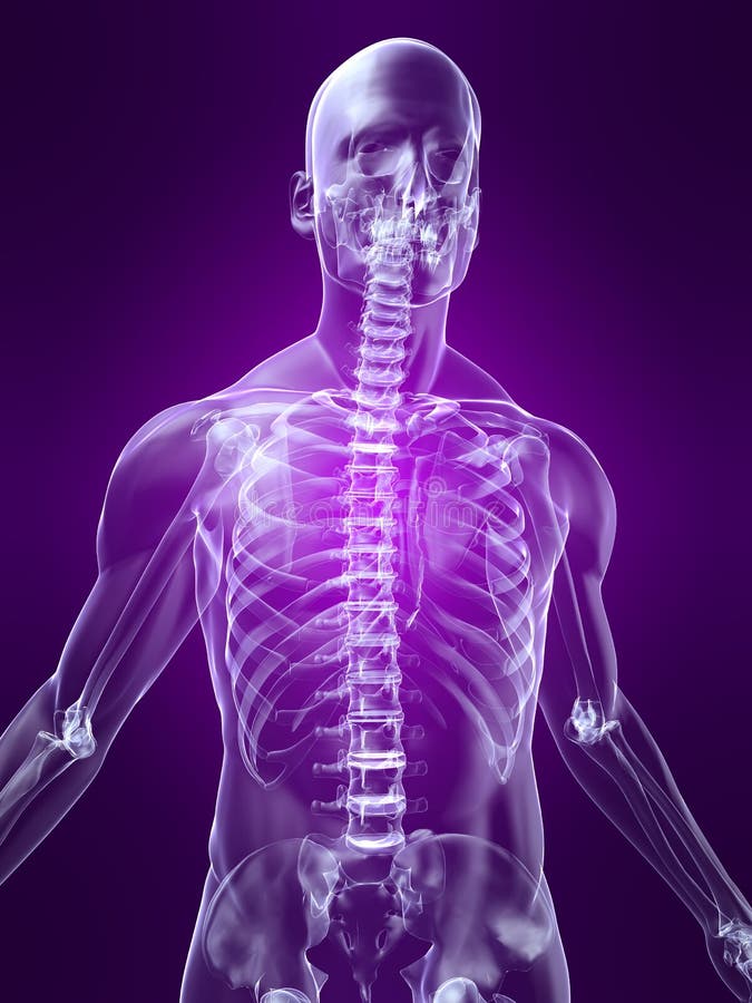 Skeletal Stock Illustrations – 54,443 Skeletal Stock Illustrations ...