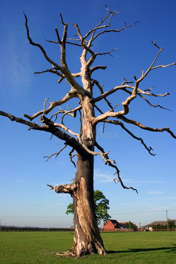 Skeletal Tree stock image. Image of angular, ageing, branch - 3368501