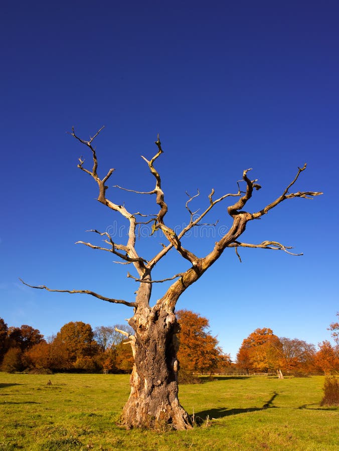 Skeletal Tree in the Kalahari Desert Stock Image - Image of mountain ...