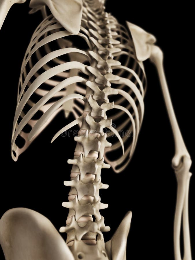 The skeletal upper body stock illustration. Illustration of science ...