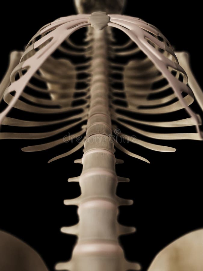 The skeletal upper body stock illustration. Illustration of biology ...