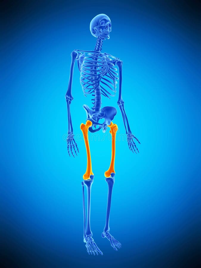 The skeletal upper legs stock illustration. Illustration of legs - 73211331