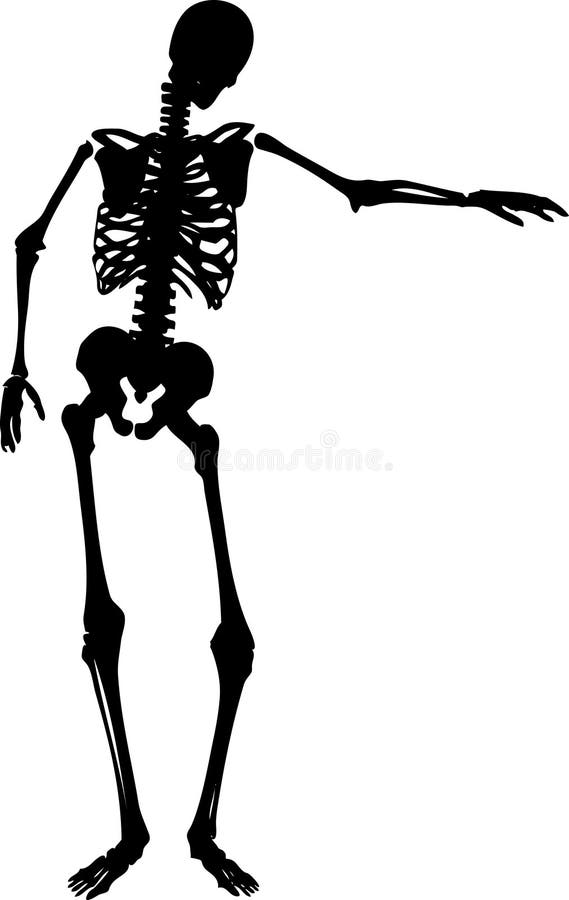 Smiling Skeleton stock illustration. Illustration of spine - 37347612