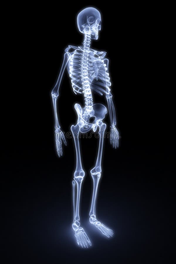 Human Skeleton Ventral View Stock Illustration - Illustration of fibula ...