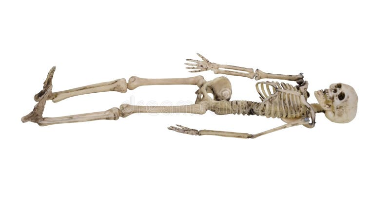 Skeleton Laying Partially Prone and Sideways Stock Photo - Image of ...