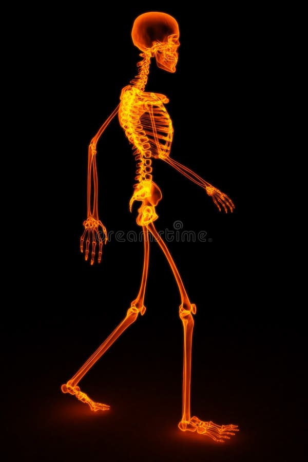 Walking skeleton stock illustration. Illustration of anatomy - 30727812