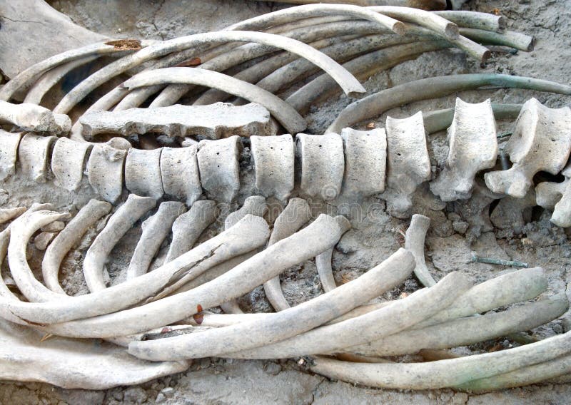 Skeleton stock photo. Image of real, dead, funeral, human - 16697088