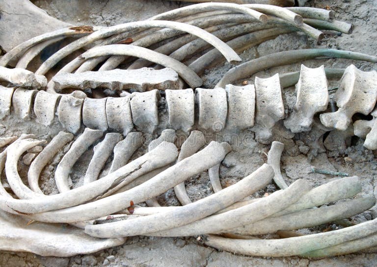 81+ Skeleton real Free Stock Photos - StockFreeImages