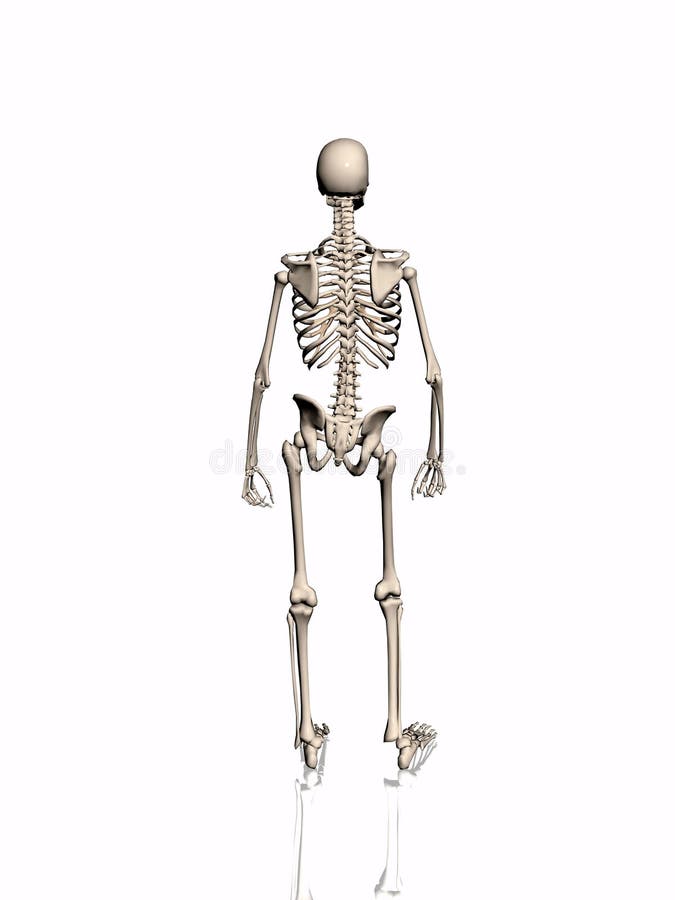 Male Human Skeleton, in Dynamic Posture, Front View. Stock Illustration ...