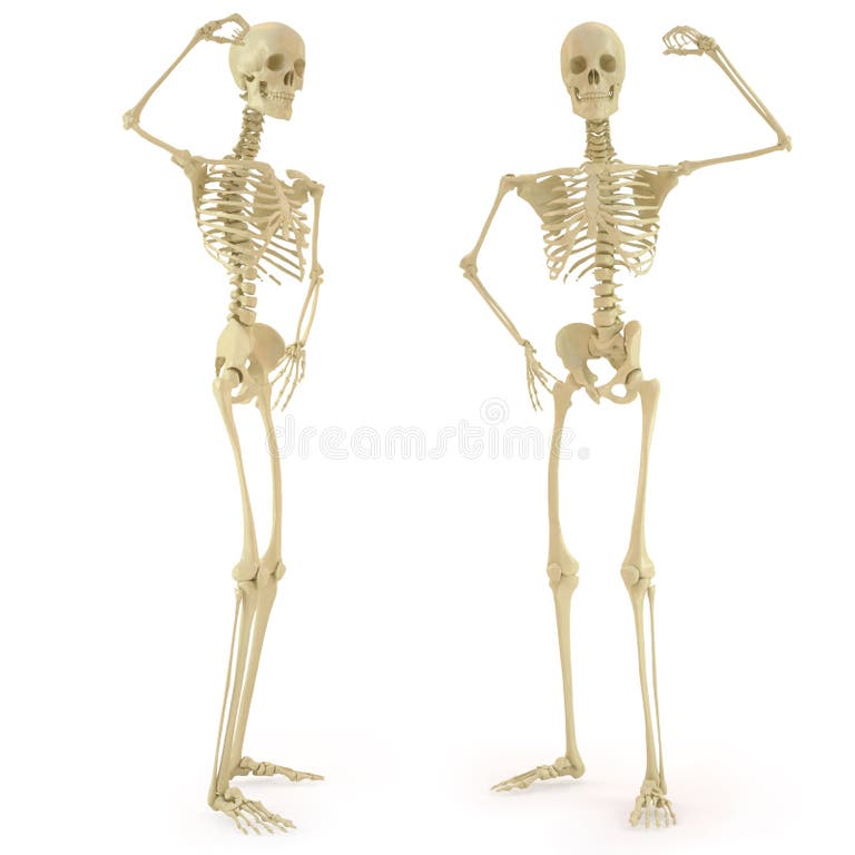 Physical Skeleton Therapy Stock Illustrations – 2,812 Physical Skeleton ...