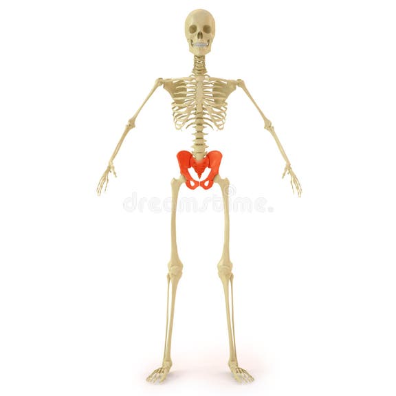 Physical Skeleton Therapy Stock Illustrations – 2,812 Physical Skeleton ...