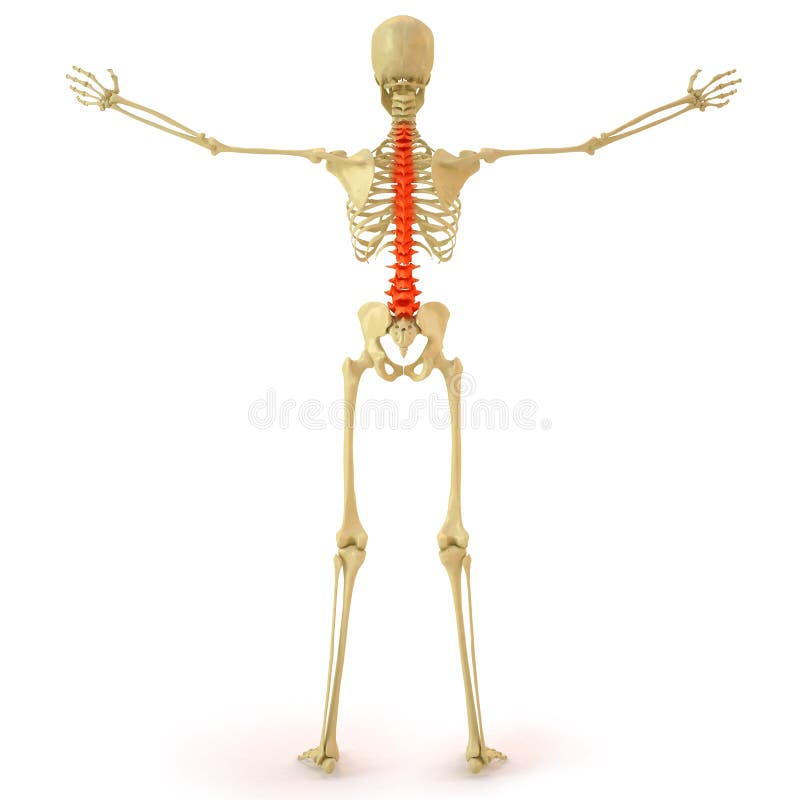 Human spine stock illustration. Illustration of lumbar - 16930070