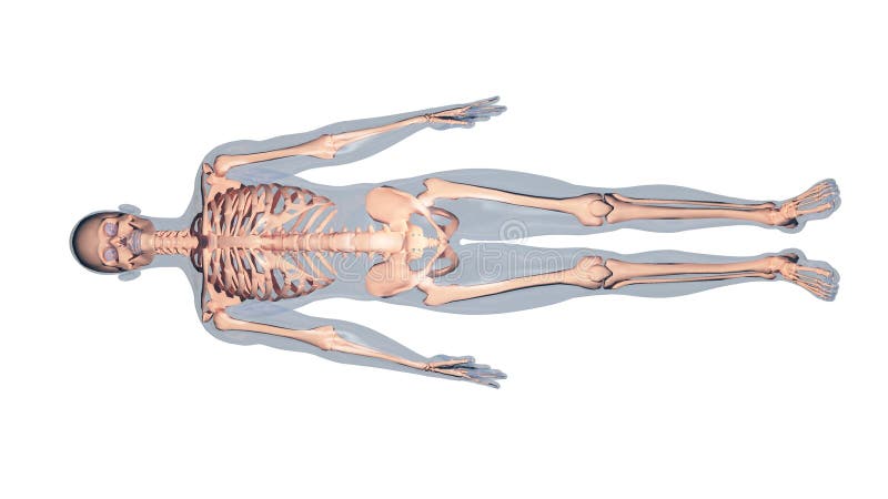 Skeleton Upper Limb Arms with Shoulder Girdle Human Back View with ...