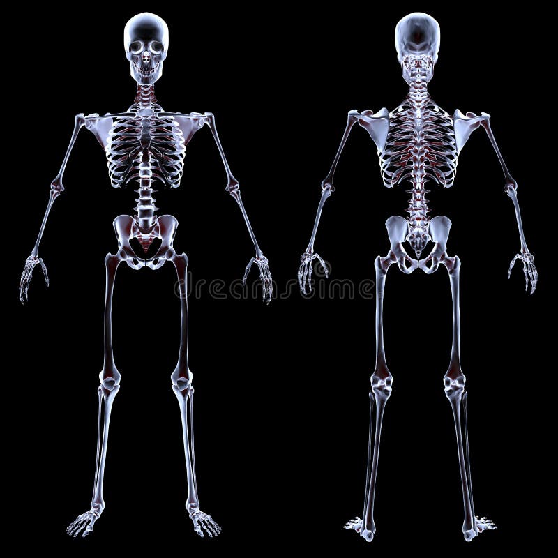 Skeleton Front & Back - Pencil Drawing Stock Illustration ...